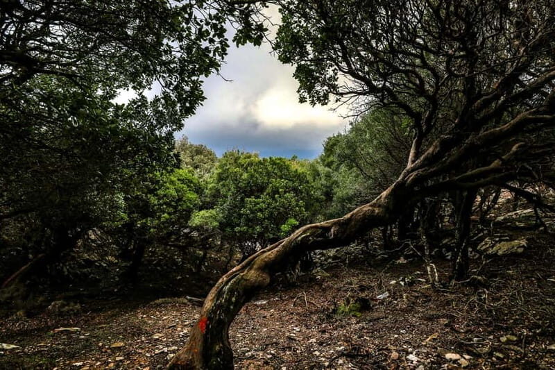 Ikaria, Hike Randi's Forest, Swim at Seychelles & Lunch - Transparency and Value: What You’re Paying For