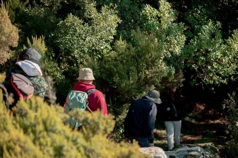 Ikaria, Hike Randi's Forest, Swim at Seychelles & Lunch - Who Will Love This Tour?