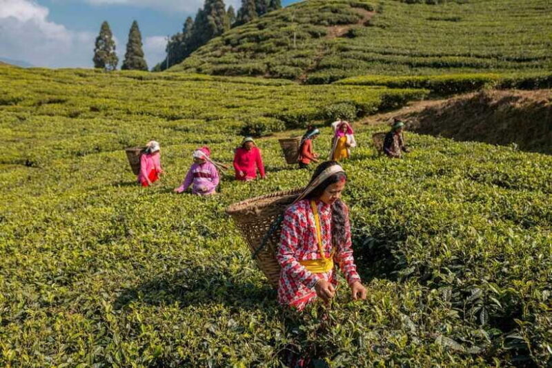 Ilam: 7-Day Luxury Tea Garden Stay in Illam - Itinerary Breakdown: What You’ll Experience