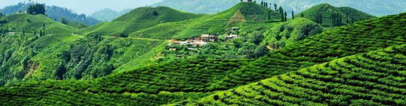 Ilam: 7-Day Luxury Tea Garden Stay in Illam - The Sum Up
