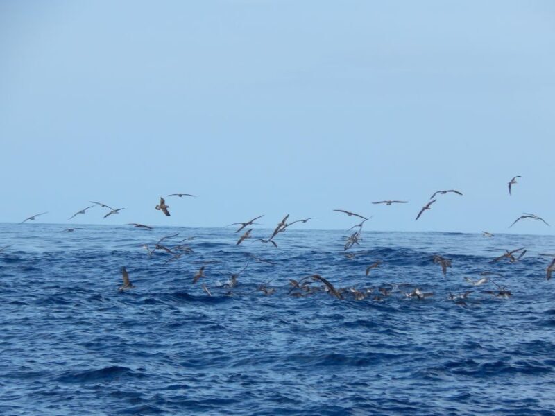 Ilhéus das Cabras in Terceira Island - Who Should Consider This Tour?