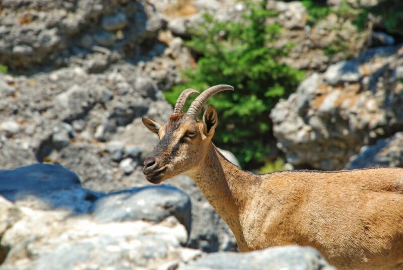 IMBROS GORGE hiking trip from CHANIA - What the Reviews Reveal