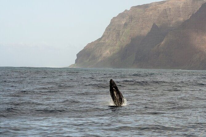 'Imiloa Express Whale Watch and Cocktail Tour - What the Reviews Tell Us