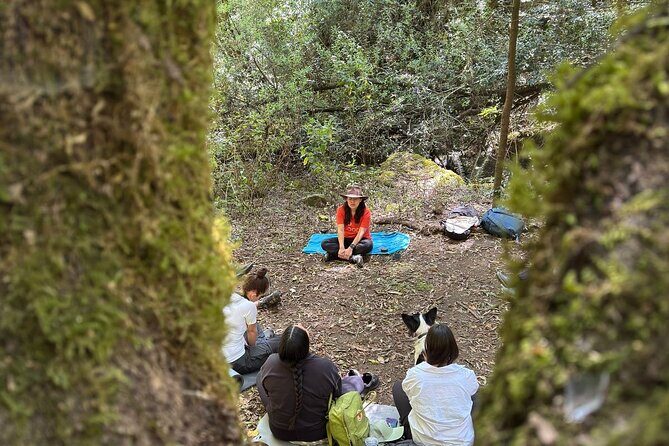 Immerse in the Nature: Deep Connection through Forest Bathing - A Deep Dive into the Forest Bathing Experience