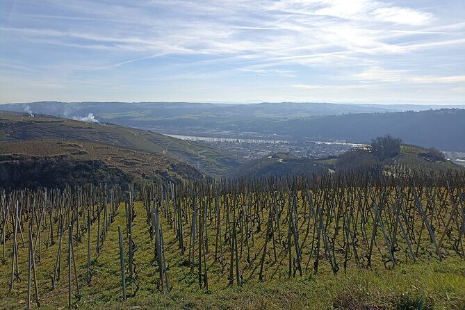 Immersion Domaine E.GUIGAL Visit wine cellars and tasting - Exploring the Rhône Valley’s Finest: A Detailed Look at the Domaine Guigal Tour