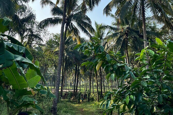 Immersive Coconut Experience by Mulgao Verde - An In-Depth Look at the Experience