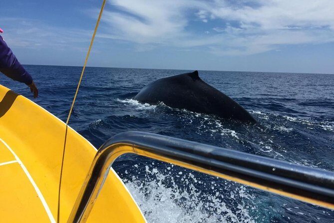 Immersive dolphin and whale watching mission on a secret boat  Trincomalee - A Detailed Look at the Tour Experience