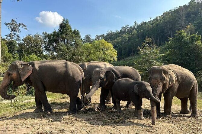 Immersive Kerchor Elephant Sanctuary Eco Park in Karen Tribe life - What You Can Expect on the Tour