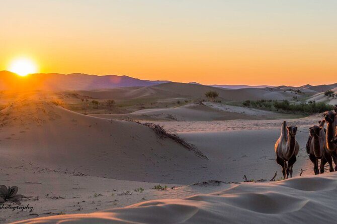 Immersive Mongolian Gobi experience, Camel, Cousine, Stargaze, 2D - Authenticity and the Guides’ Role