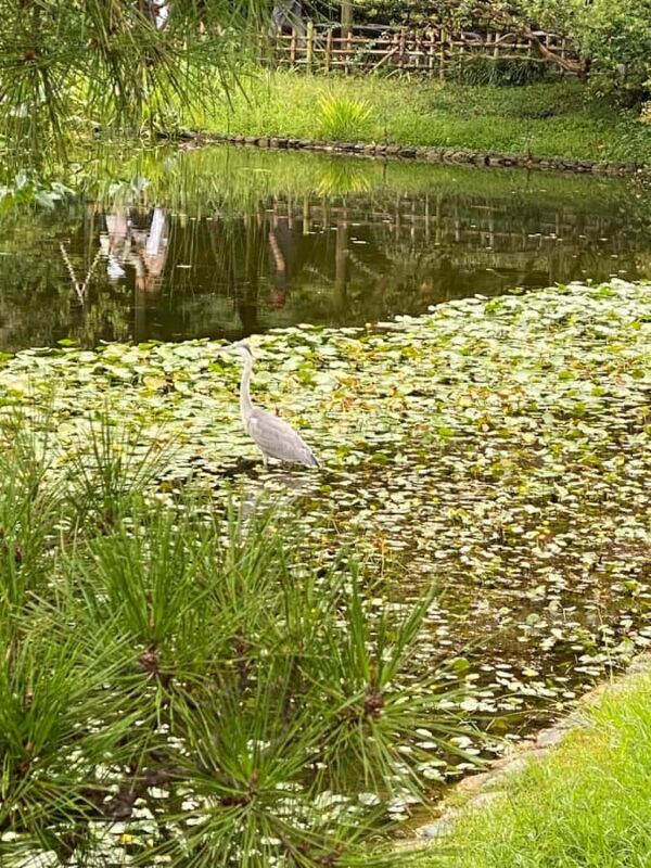 Imperial Palace Walking Tour:The Shoguns,the Imperial Family - Who Should Join?