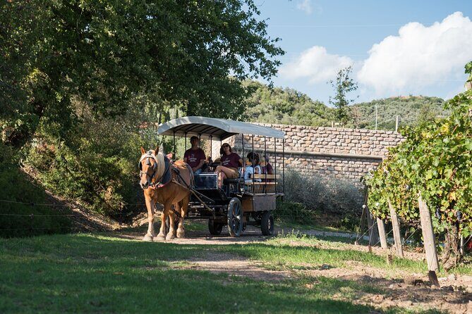In a carriage among the vineyards, visit of the cellar, tasting of organic wines. - Practical Details: What to Expect and How to Prepare