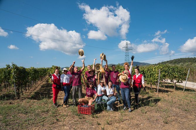 In a carriage among the vineyards, visit of the cellar, tasting of organic wines. - Who Will Love This Experience?