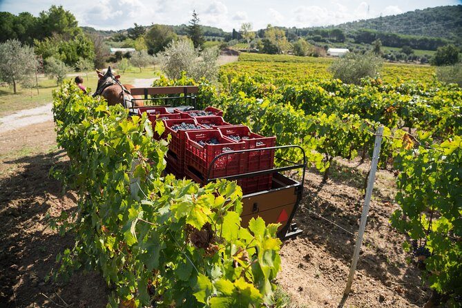 In a carriage among the vineyards, visit of the cellar, tasting of organic wines. - FAQs