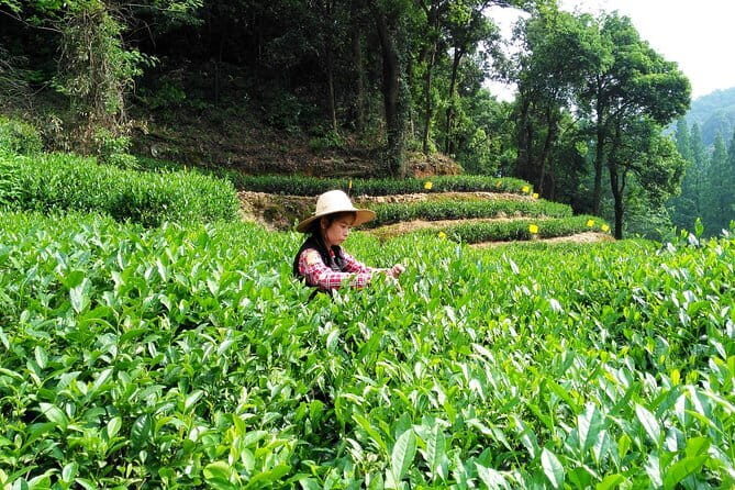 In-depth Wuzhen Water Town Private Tour from Shanghai - Who Will Love This Tour?