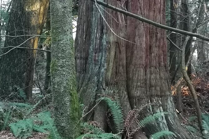 IN GERMAN: City tour "wonderful Vancouver" - all highlights including Capilano - Canada Place: Der Hafen im Blick