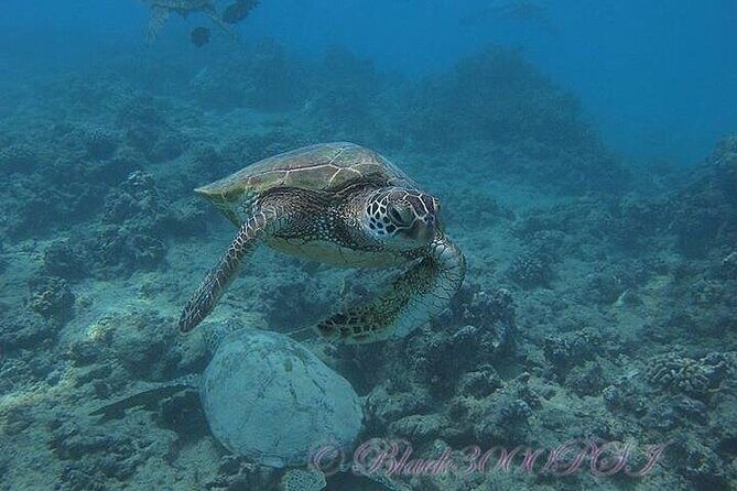 Incredibly Fun 2-Tank Boat Dive from Waikiki -Beginners Welcome - An Introduction to the Waikiki 2-Tank Dive Experience