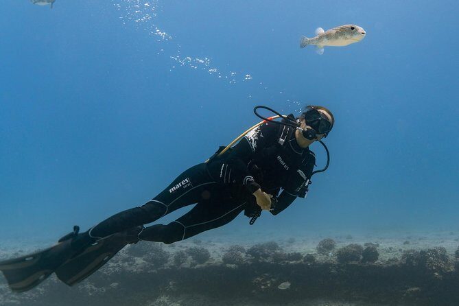 Incredibly Fun 2-Tank Coral Reef South Shore Boat Dive in Oahu from Waikiki - What Reviewers Say