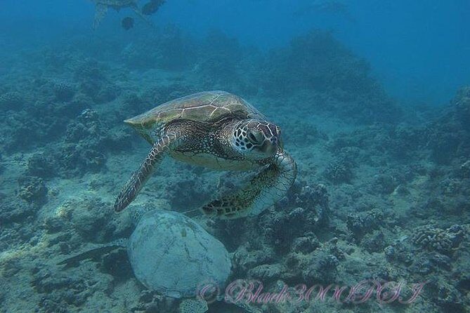 Incredibly Fun 2-Tank Coral Reef South Shore Boat Dive in Oahu from Waikiki - The Sum Up