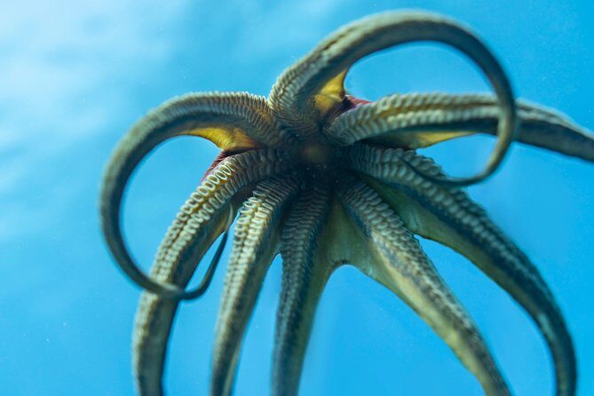 Incredibly Fun 2-Tank Coral Reef South Shore Boat Dive in Oahu from Waikiki - Frequently Asked Questions