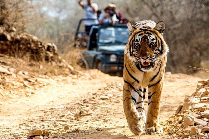 India Forts & Palaces With Tigers Rajasthan Tour - 17 Days - FAQ