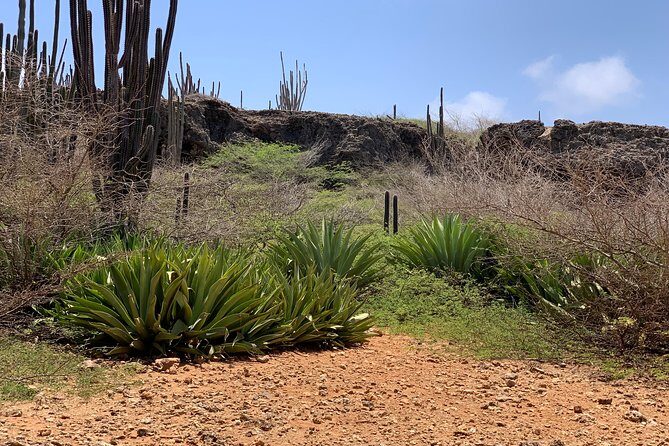 Indian Inscriptions Tour with Local Guide - Authenticity and Value: What Makes This Tour Stand Out?