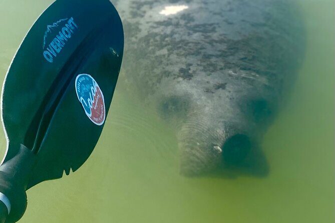 Indian River Clear Bottom Kayak or Paddleboarding Manatee and Dolphin Tour - The Sum Up