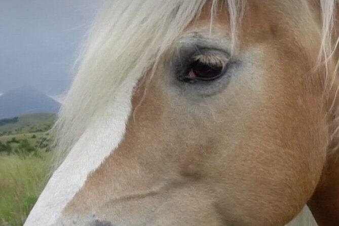 Indoor Horsemanship - An Inside Look at the Indoor Horsemanship Experience