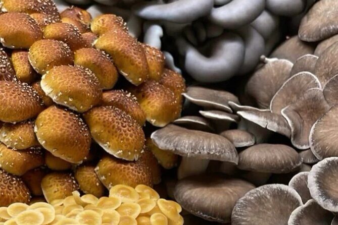 Indoor Mushroom Farm Tour - Indoor Mushroom Farm Tour: A Fresh Take on Urban Agriculture