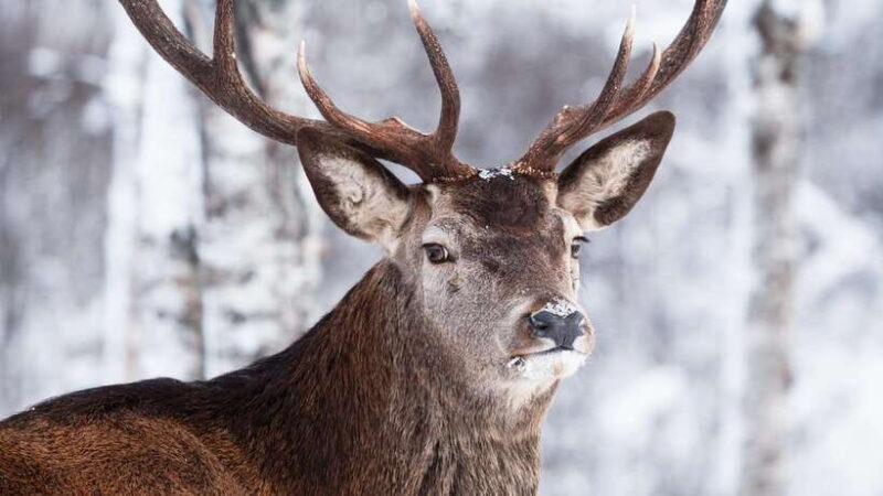 Inner Mongilia: 6-Day Hulunbuir Private Winter Tour - Key Points