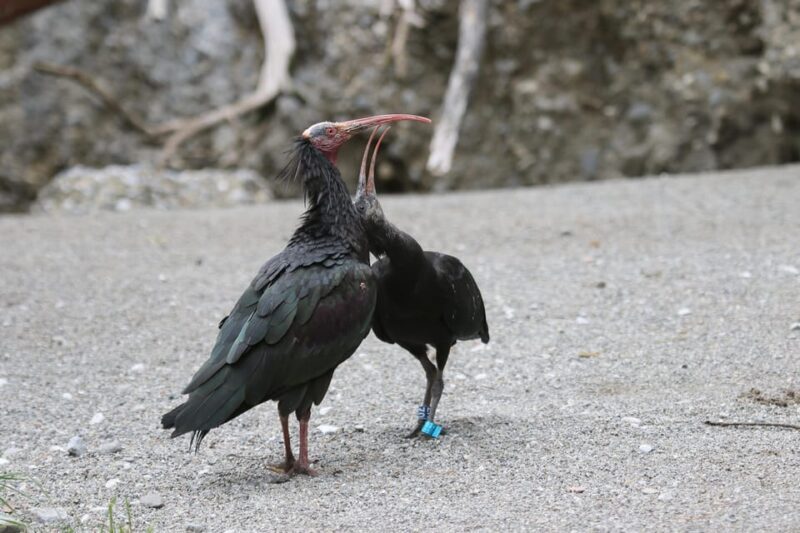 Innsbruck: Alpenzoo Entrance Ticket - Exploring the Alpine Zoo in Innsbruck: What to Expect