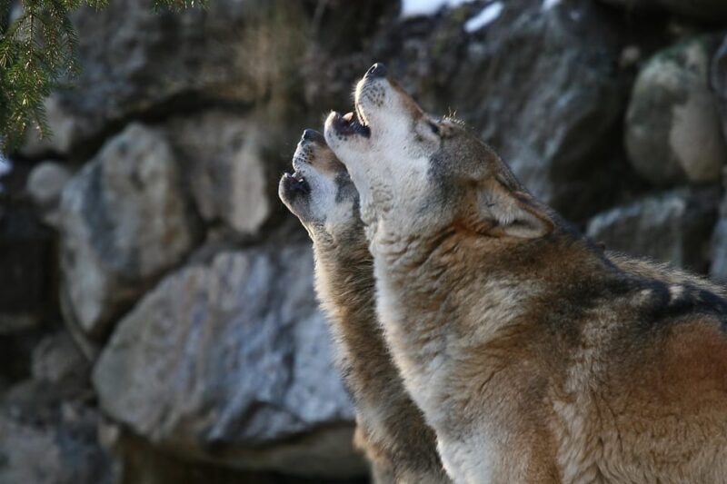 Innsbruck: Alpenzoo Entrance Ticket - Is It Worth the Price?