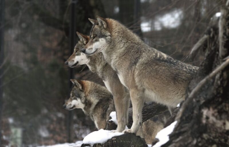 Innsbruck: Alpenzoo & Top of Innsbruck Combination Ticket - Why This Tour Works Well