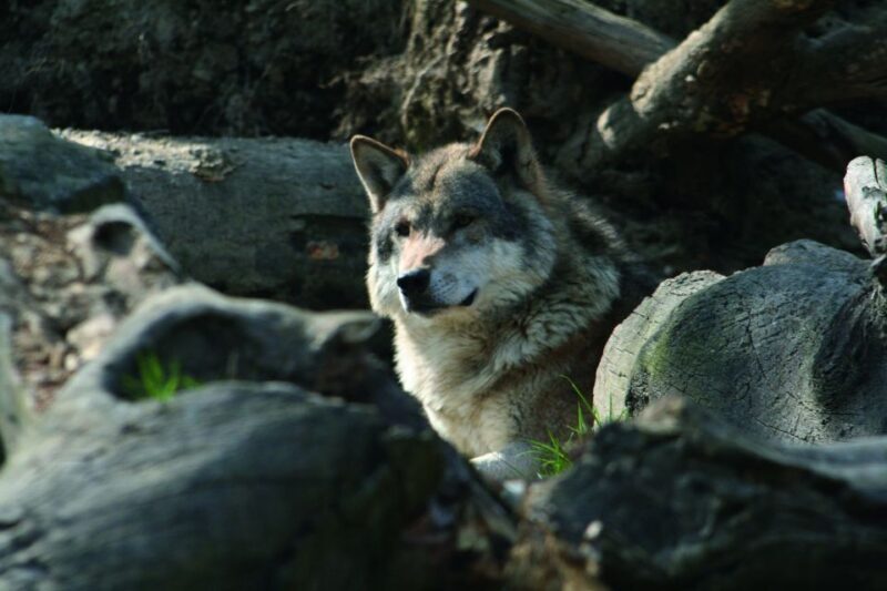 Innsbruck: Alpenzoo & Top of Innsbruck Combination Ticket - FAQ