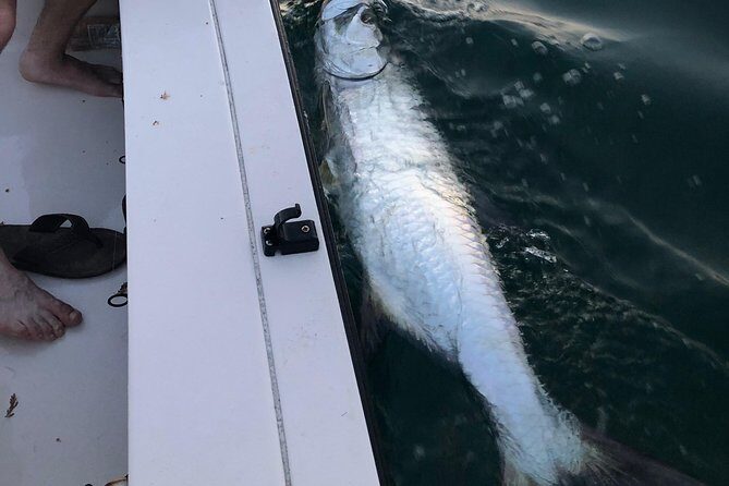 Inshore Sport Fishing with Local Guide - FAQ