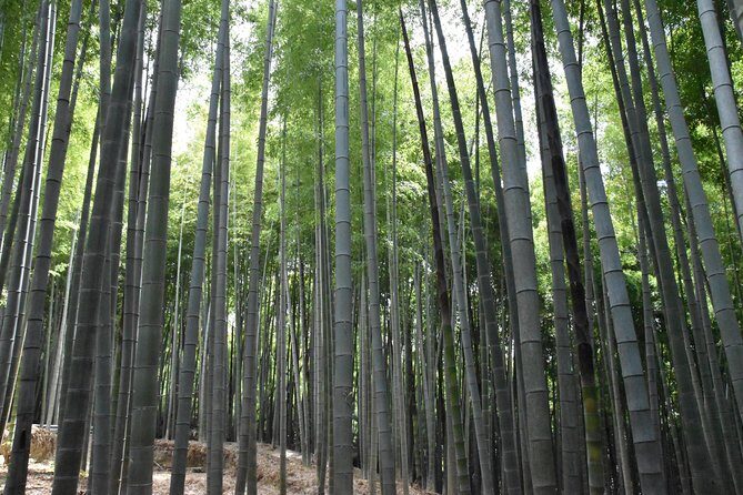 Inside of Fushimi Inari - exploring and lunch with locals - Explore Kyoto’s Hidden Side on a Fushimi Inari Hike