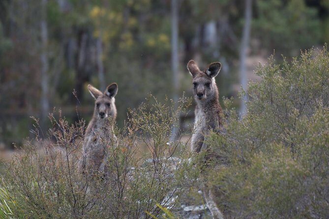 Inside the Greater Blue Mountains World Heritage - A Private Wildlife Safari Overnight - The Sum Up