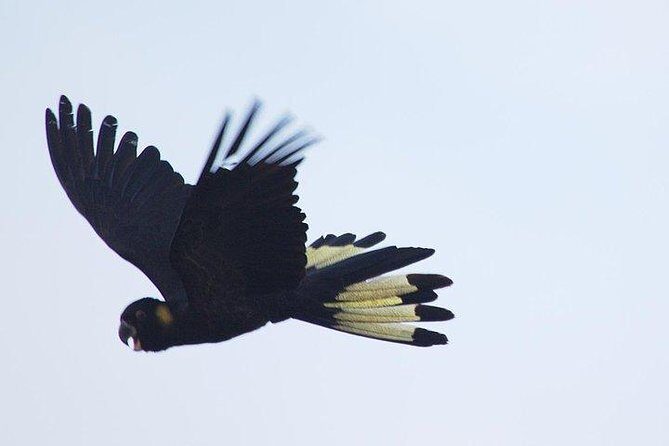 Inside the Greater Blue Mountains World Heritage - A Wildlife Safari Overnight - Practical Considerations