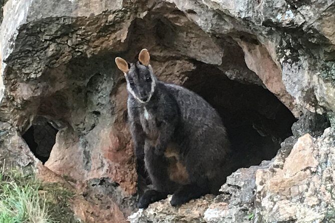 Inside the Greater Blue Mountains World Heritage - A Wildlife Safari Overnight - Summary of the Experience