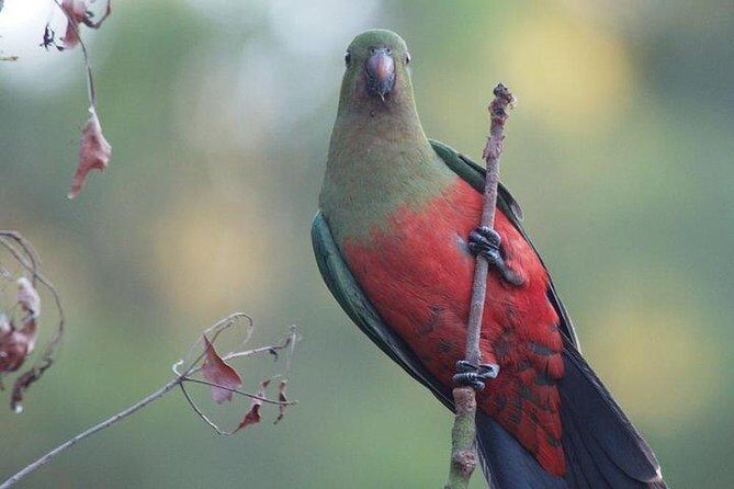 Inside the Greater Blue Mountains World Heritage - A Wildlife Safari Overnight - FAQs