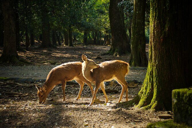 Intercity Transfer Kyoto to Osaka with Nara Sightseeing by Car - FAQ