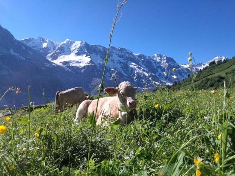 Interlaken: 72 Waterfalls Valley & Lauterbrunnen E-Bike Tour - Final Thoughts