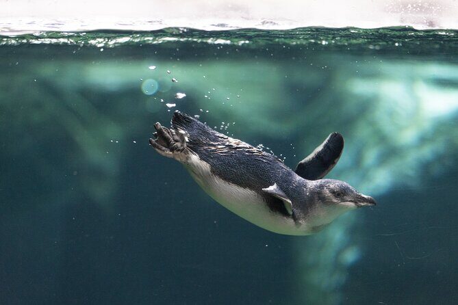 International Antarctic Centre General Admission Ticket - FAQs