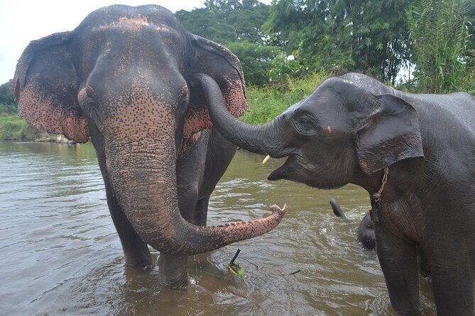 Inthanon Heaven Trail(Living Green Elephant Sanctuary) - Key Points