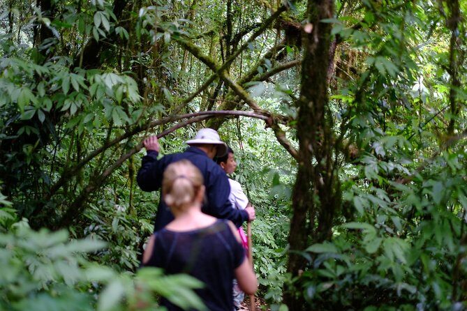 Inthanon Small-Group with Kew Mae Pan Trail from Chiang Mai include Lunch - Kew Mae Pan Nature Trail: An Active Highlight