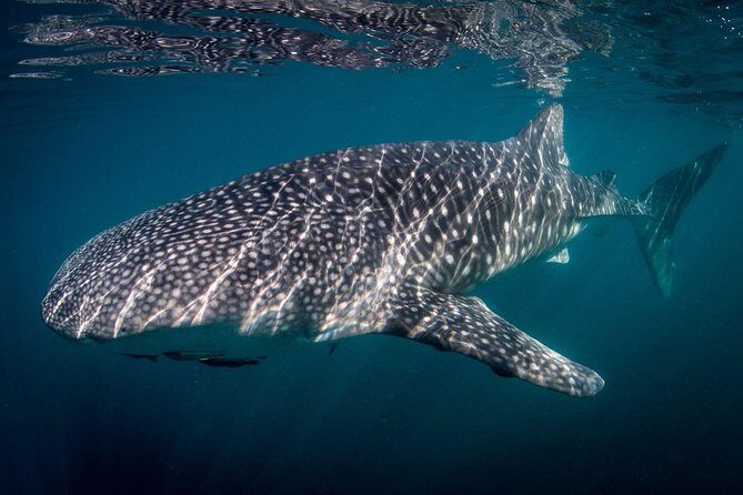 Intimate Eco-Friendly Whale Shark Encounter - Premium Service - The Itinerary: What to Expect