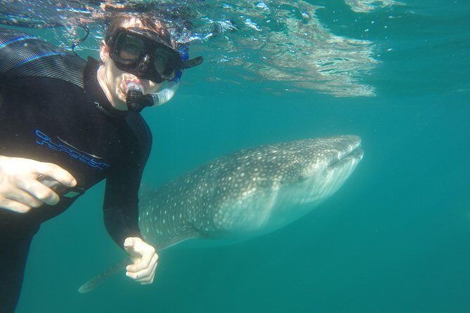 Intimate Eco-Friendly Whale Shark Encounter - Premium Service - The Value: What Makes This Tour Stand Out?