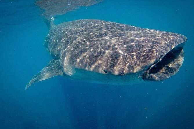 Intimate Eco-Friendly Whale Shark Encounter - Premium Service - Who Will Love This Tour?