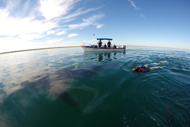 Intimate Eco-Friendly Whale Shark Encounter - Premium Service - FAQs About the Whale Shark Snorkel Tour