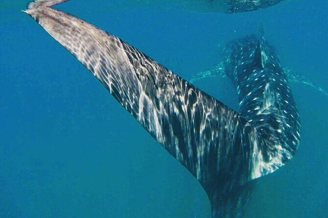 Intimate Eco-Friendly Whale Shark Encounter - Premium Service - Final Thoughts