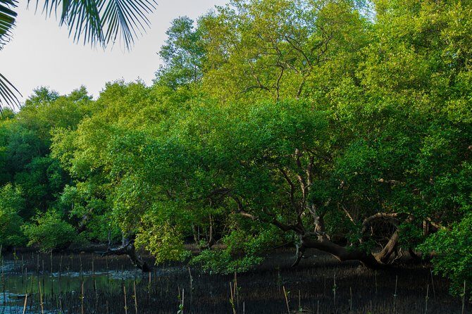 Into the Mangroves: Calicut Mangrove Trail by Tyndis - Detailed Itinerary and What to Expect